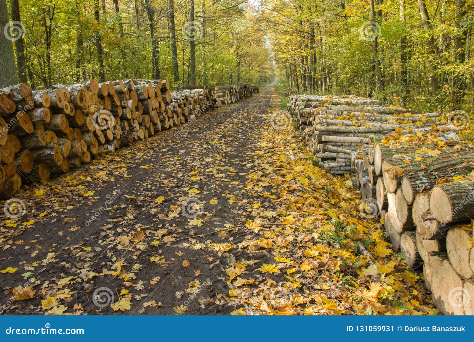 Trees Lying On The Ground Of A Wetlands Forest. Royalty-Free Stock ...