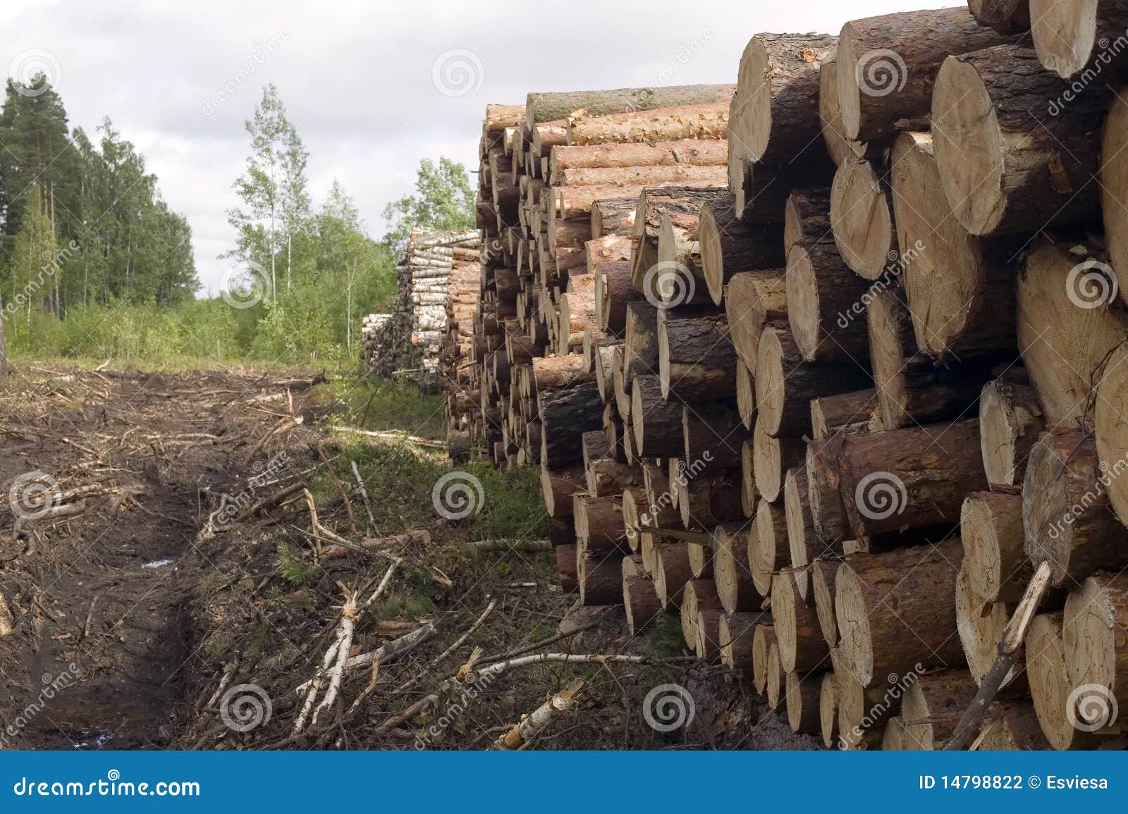 Cut Trees in Nature Background Stock Photo - Image of ecology, timber ...