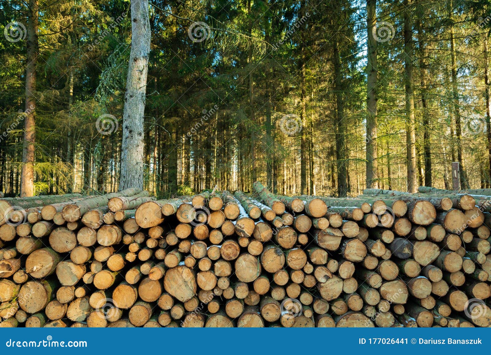 Cut Trees on a Pile in a Green Coniferous Forest Stock Image - Image of ...