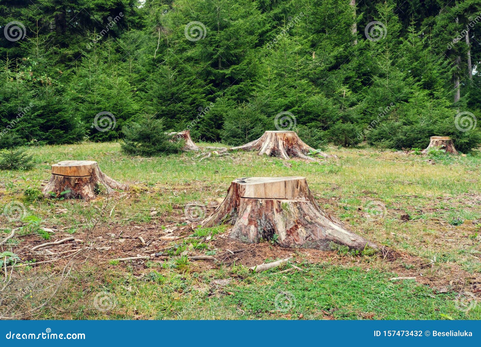 Wood stubs stock photo. Image of beautiful, root, lumber - 157473432