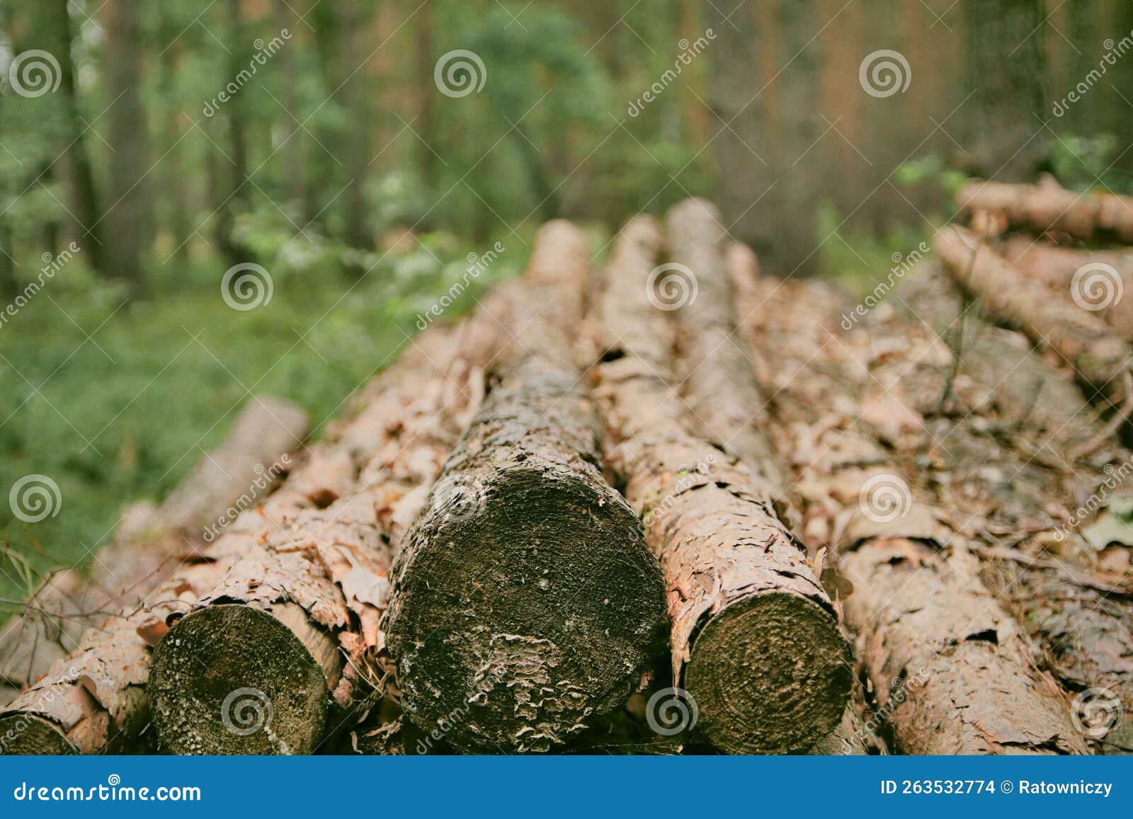 Cut Trees Ready for Transport Stock Photo - Image of wood, logging ...