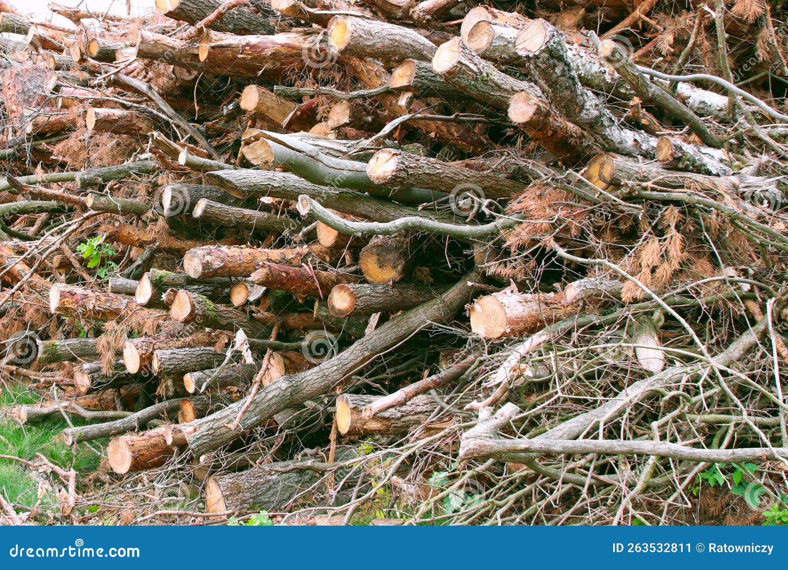 Cut Trees Ready for Transport Stock Image - Image of wood, pine: 263532811