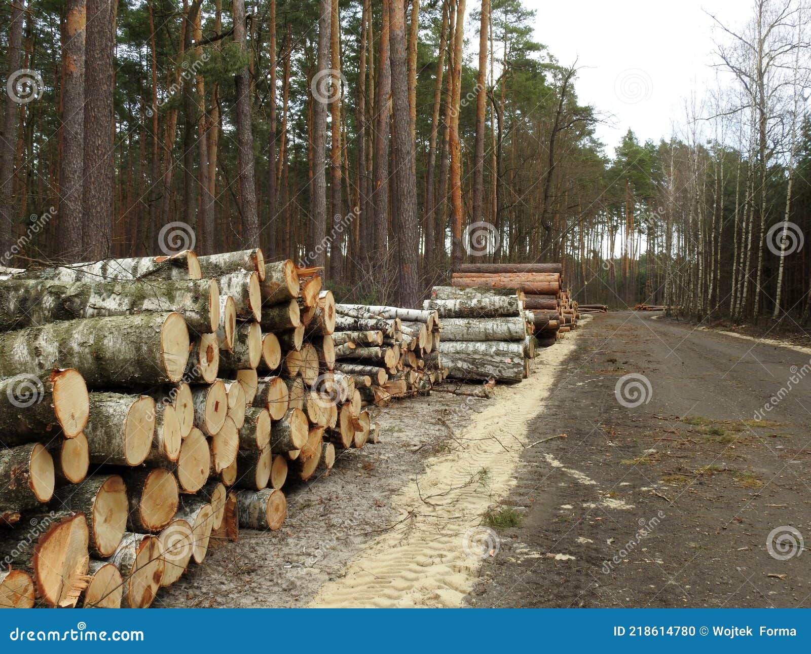 Cut Trees Ready for Transport. Tree Clearing Stock Photo - Image of ...