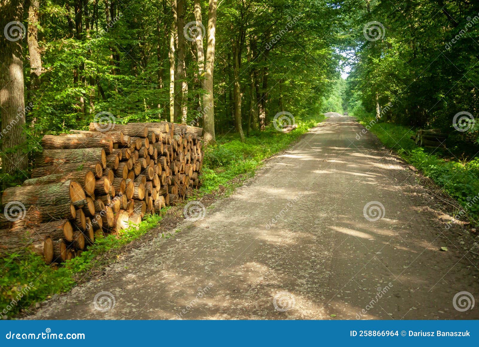 Cut Trees by the Road into the Forest Stock Photo - Image of cutting ...