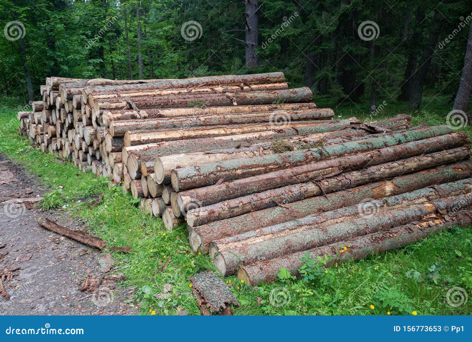 Cut Trees Trunks Heap Stack, Logging Industry Forest Lumber Stock Image ...