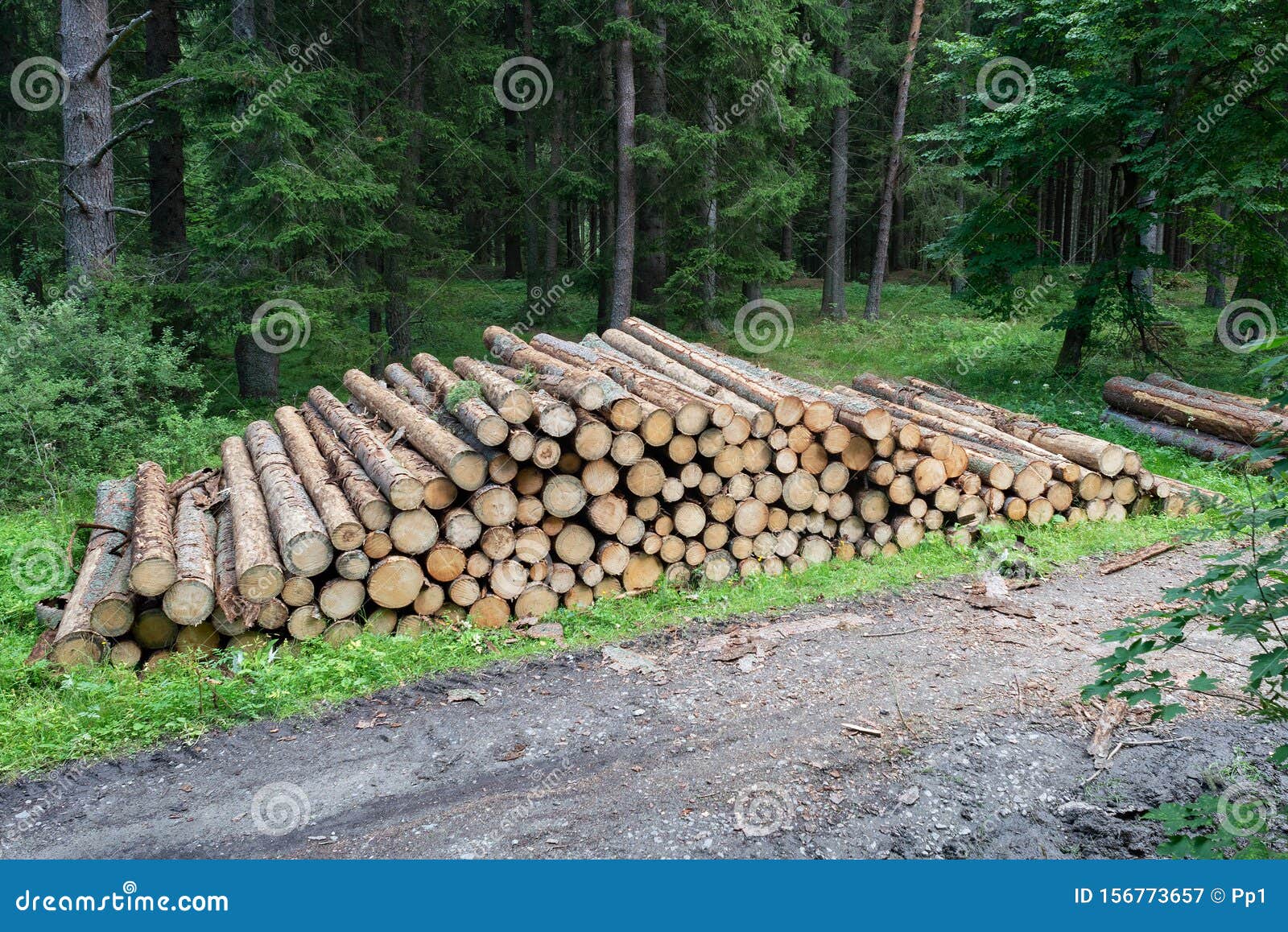 Cut Trees Trunks Heap Stack, Logging Industry Forest Lumber Stock Image ... Cut Trees Trunks Heap Stack, Logging Industry Forest Lumber Stock Image ...