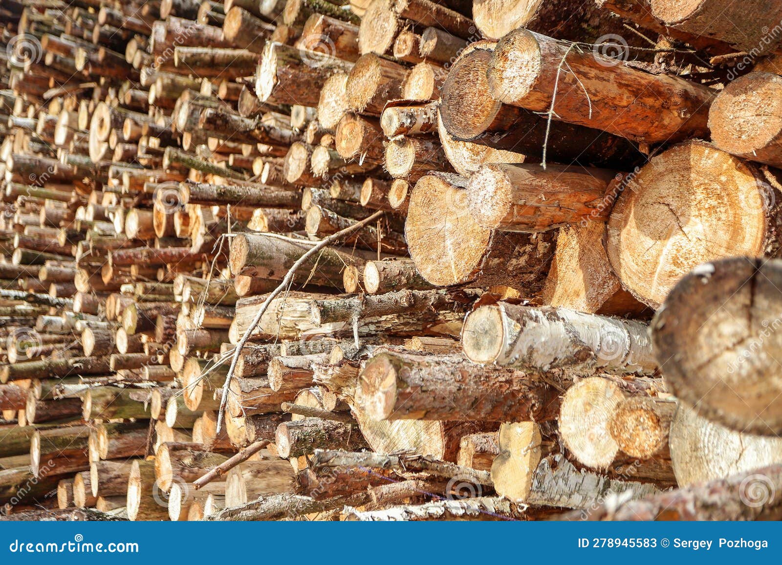 Cut trees. Wood texture stock image. Image of texture - 278945583