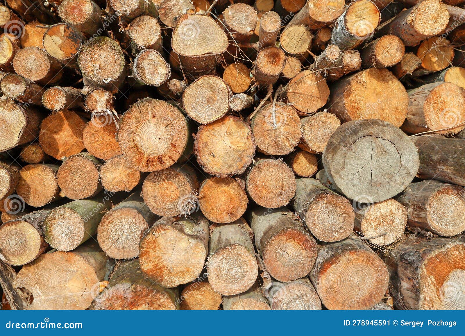 Cut trees. Wood texture stock image. Image of surface - 278945591