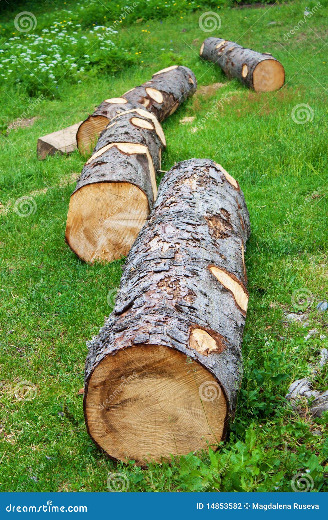 Cut trunk stock photo. Image of firewood, damage, circle - 14853582