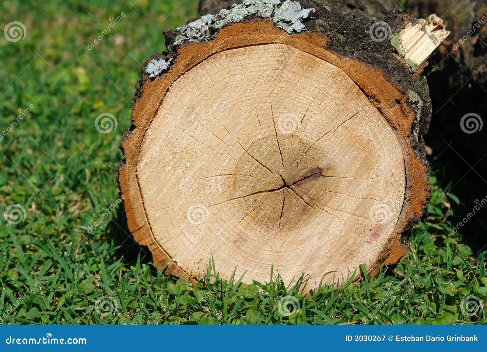 Cut trunk stock image. Image of fuel, fireplace, branches - 2030267