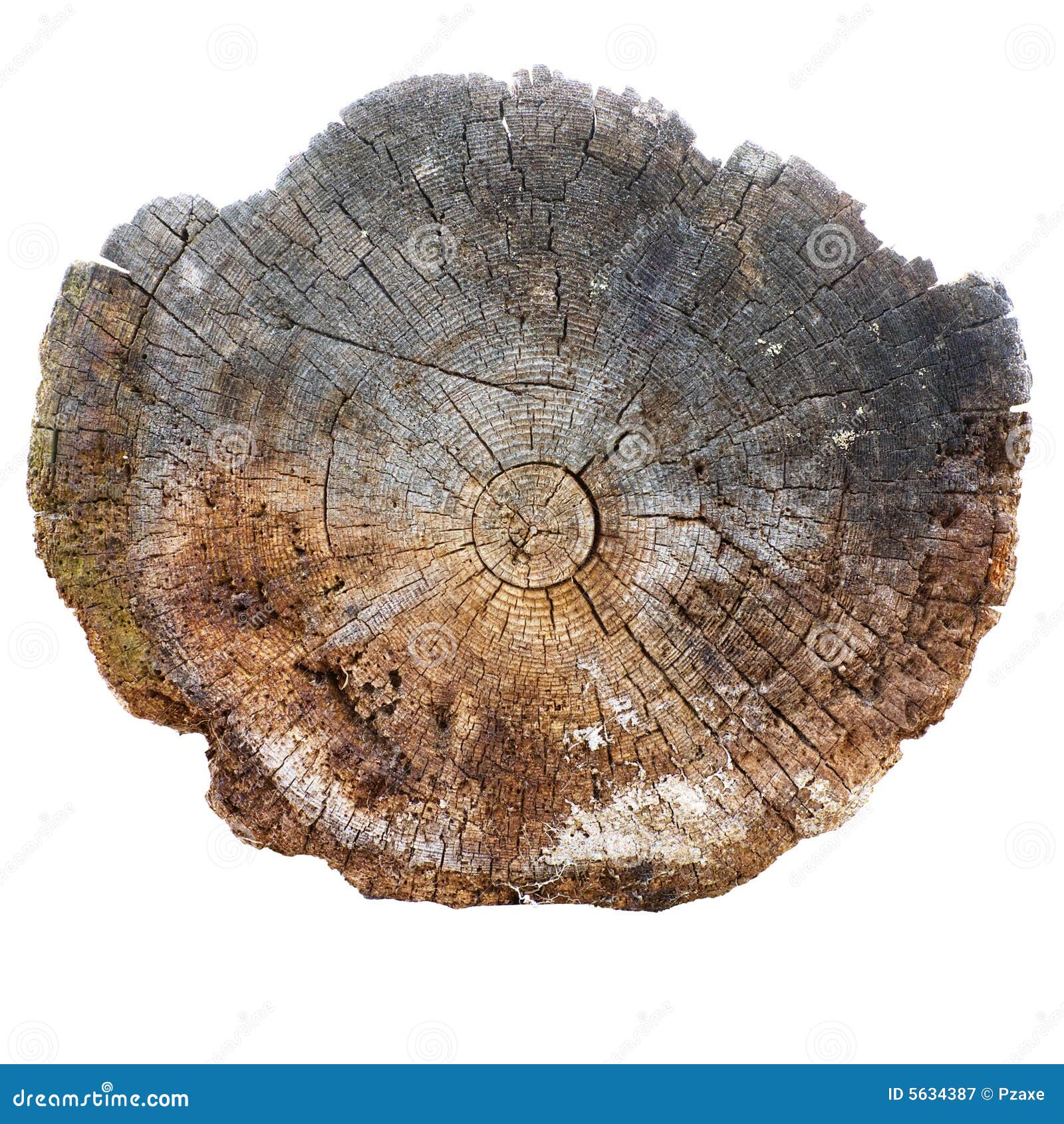 Cut of a trunk stock image. Image of backgrounds, pattern - 5634387