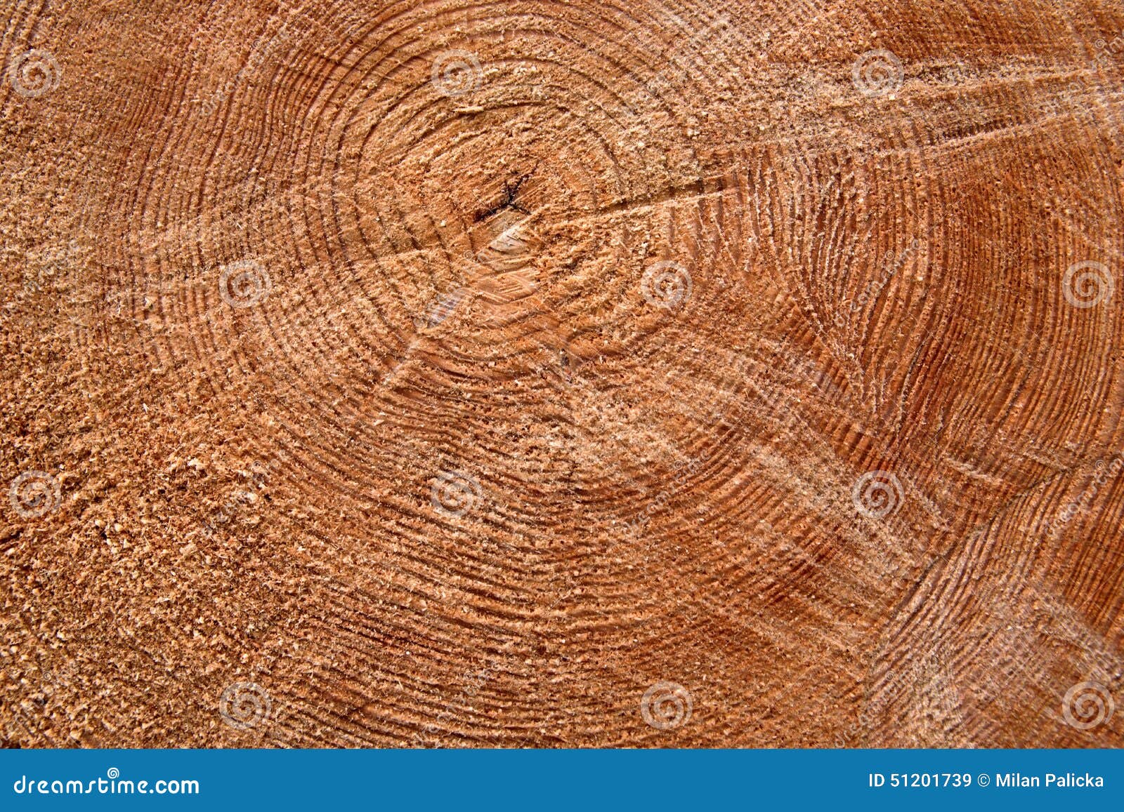 Cut trunk stock image. Image of wood, woodcutter, growth - 51201739