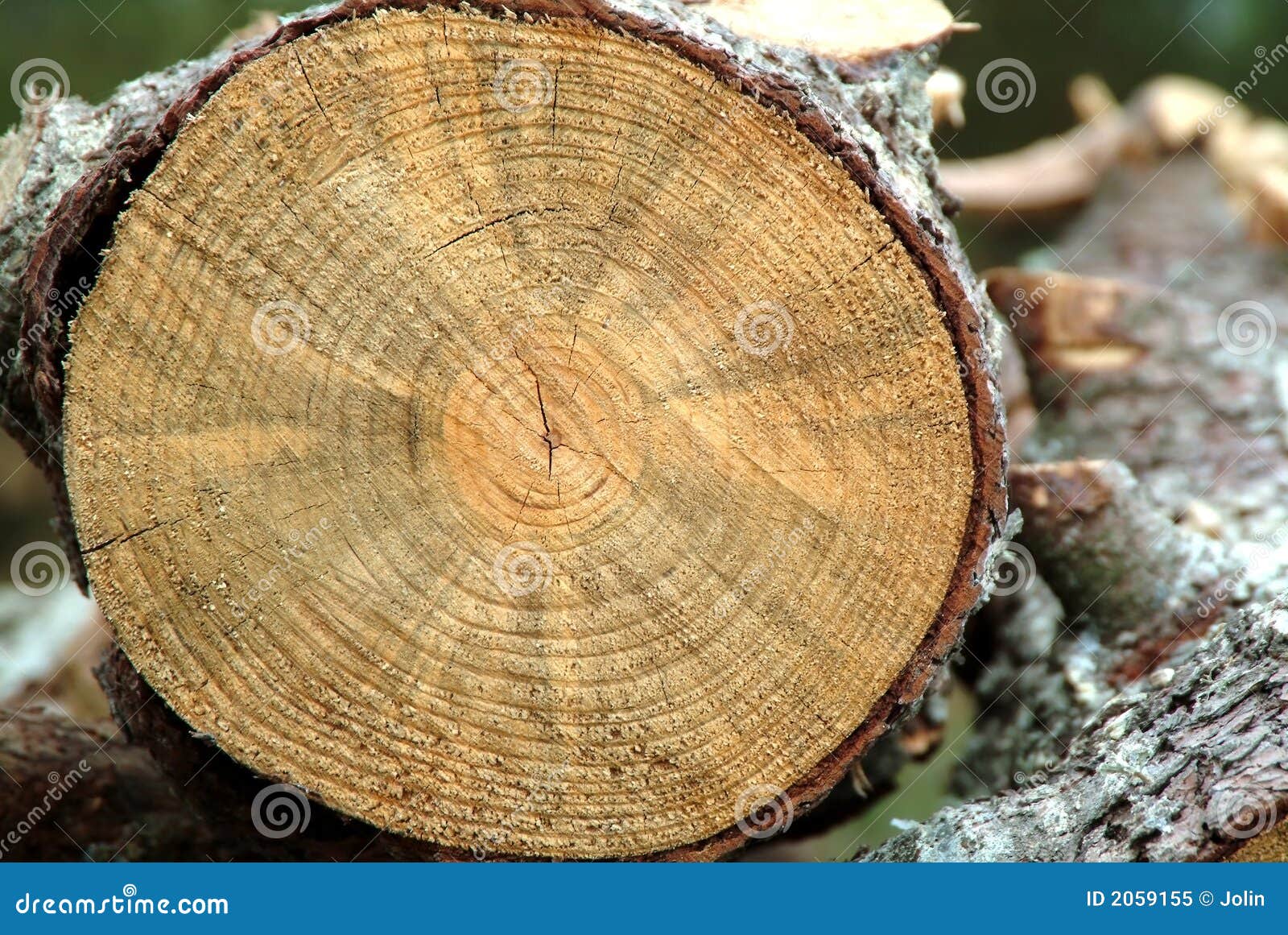 Cut trunk details stock image. Image of order, energy - 2059155