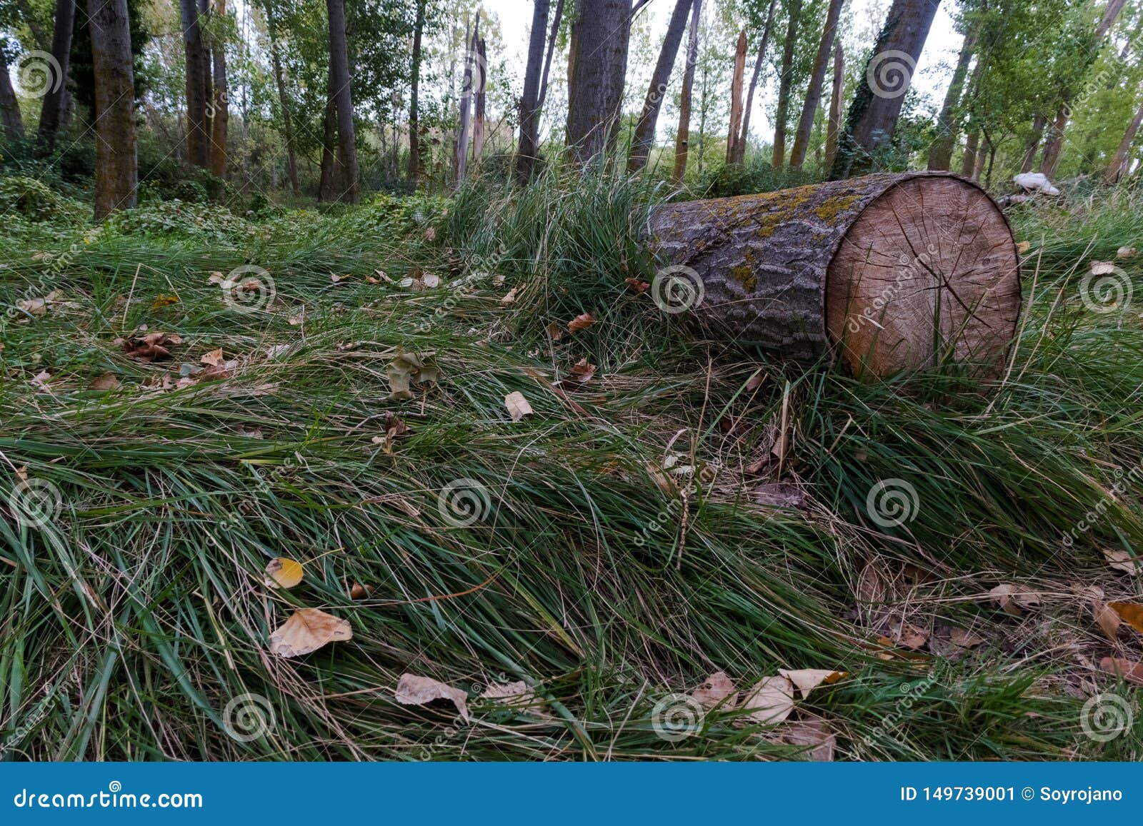 Cut trunk in the forest stock image. Image of landscape - 149739001