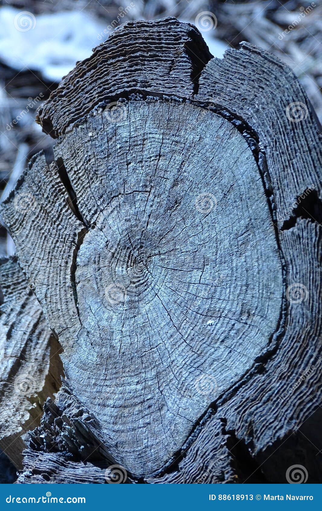Cut trunk in a forest stock image. Image of cutted, plant - 88618913