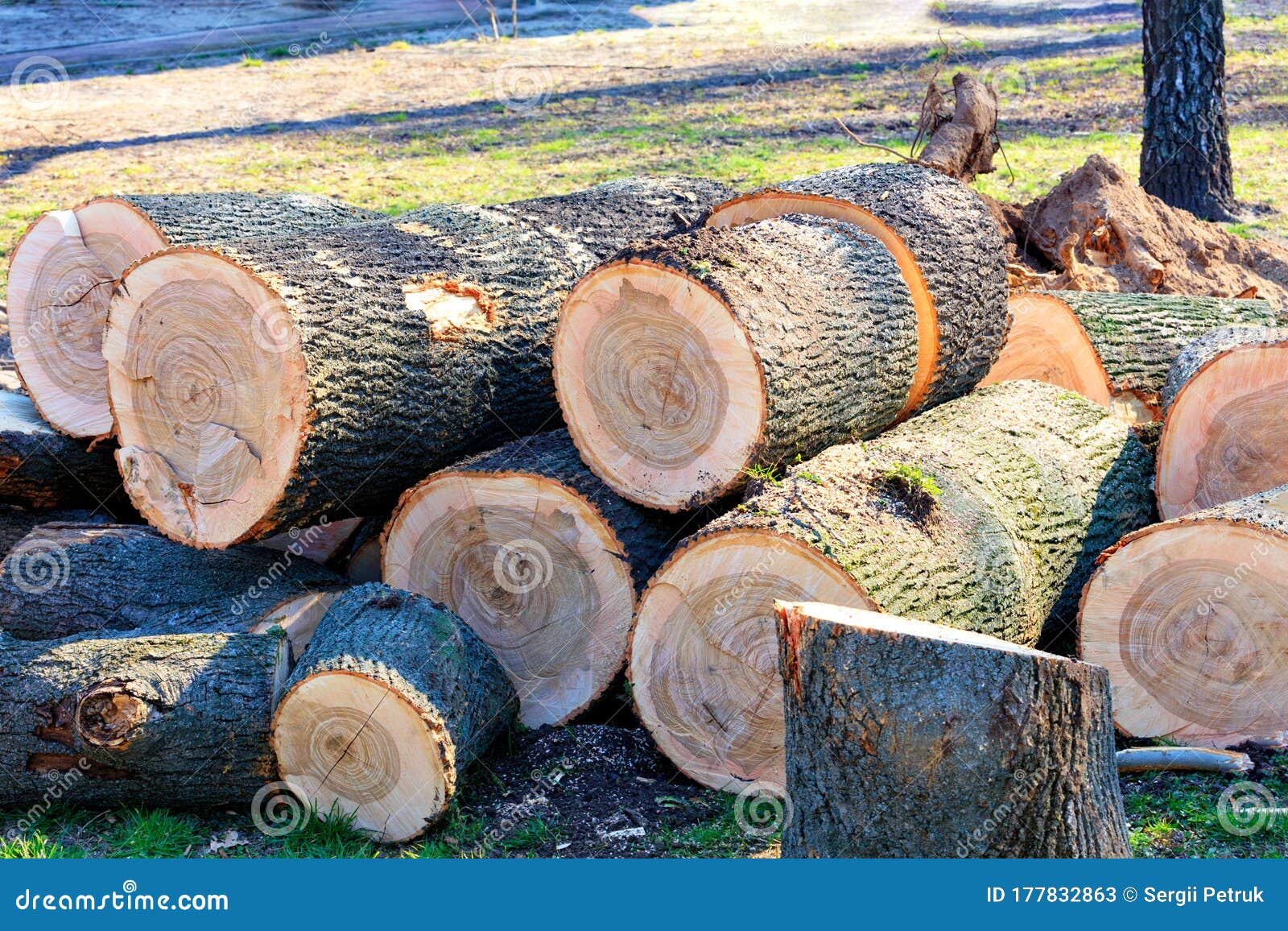 The Cut Trunk of a Large Diseased Tree in a City Park Stock Image ...