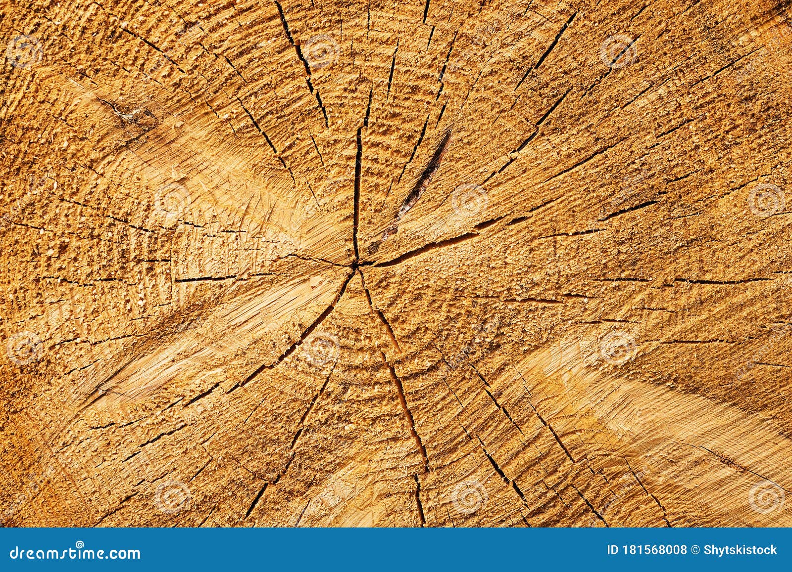 A Cut of the Trunk of an Old Pine Tree Closeup with Annual Rings and ...