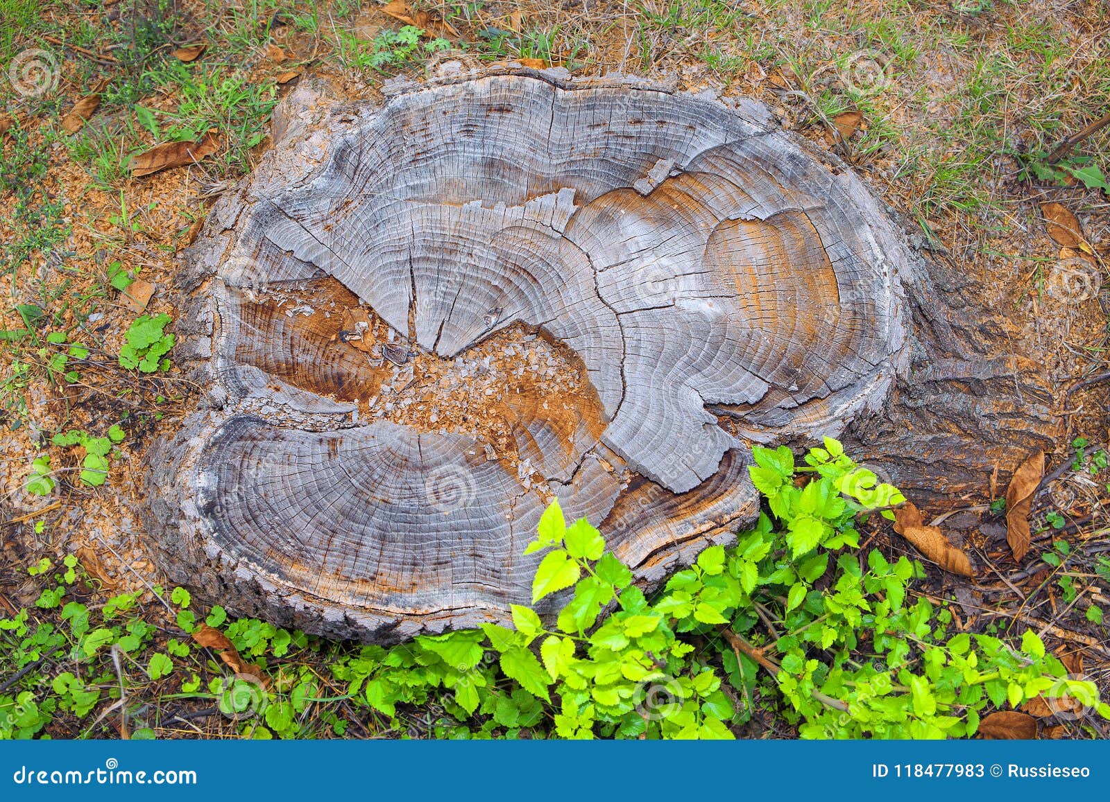 Cut trunk surface stock image. Image of round, trunk - 118477983