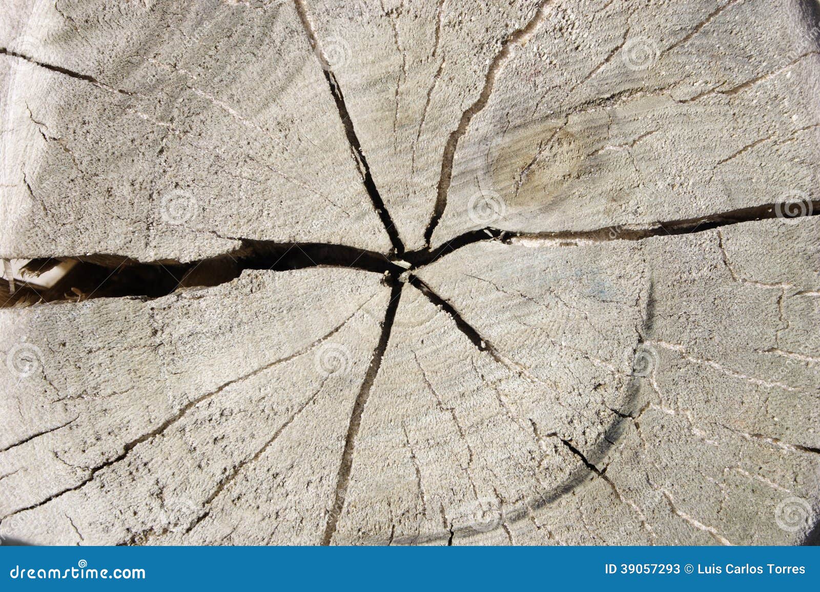 Cut trunk top view stock image. Image of wooden, wood - 39057293