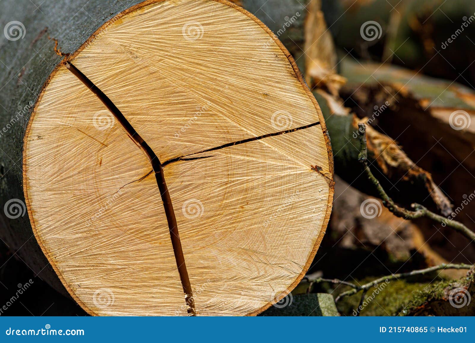 Cut at a trunk of a tree stock image. Image of wood - 215740865