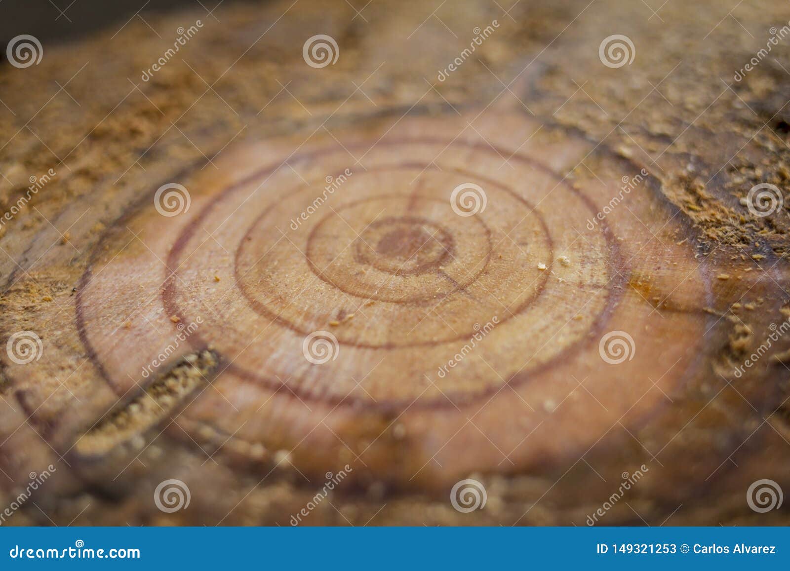 Cut trunk stock image. Image of industry, blur, larch - 149321253