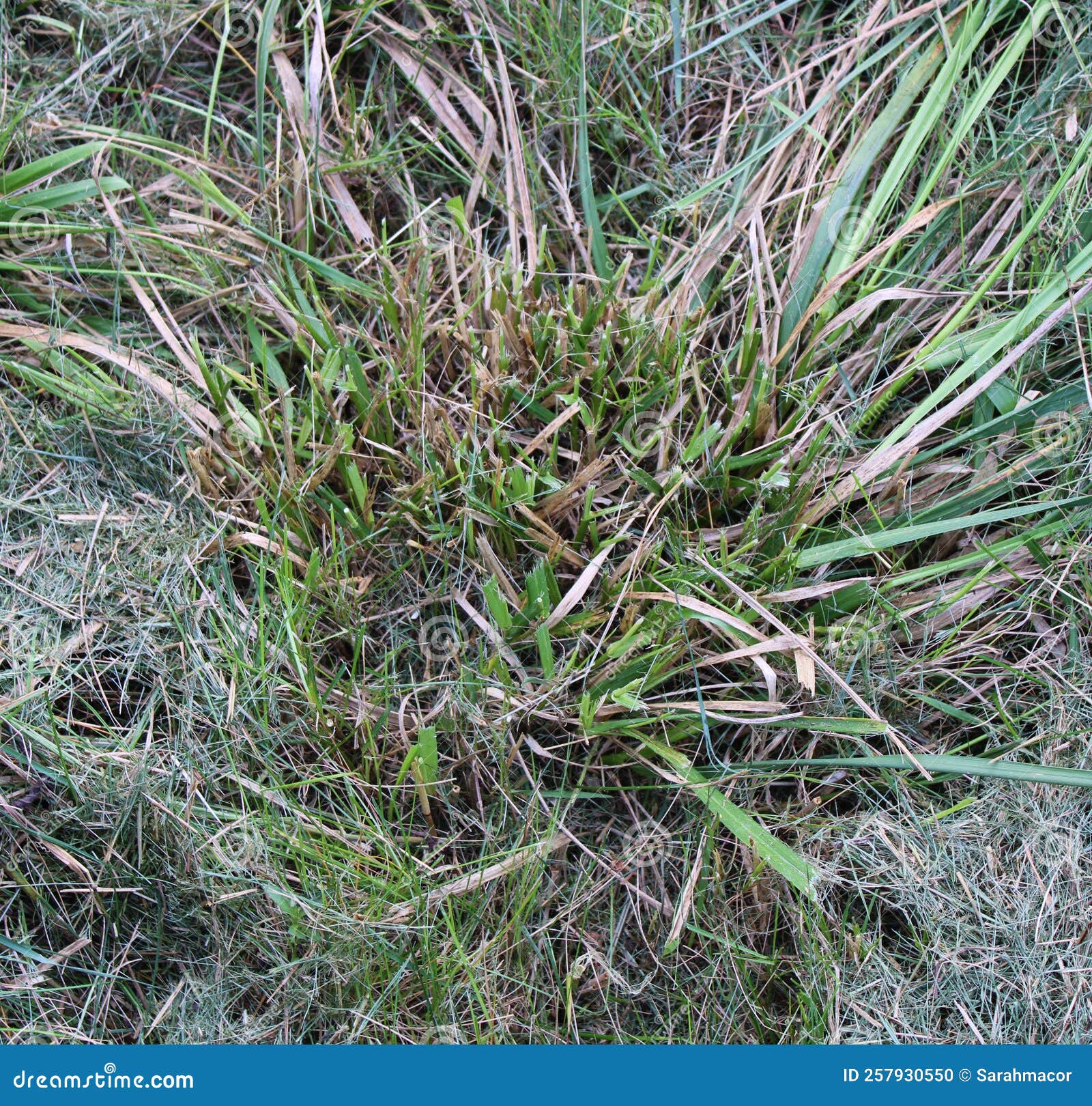 A Cut Tuft of Wild Crabgrass Stock Photo - Image of noxious, weed ...