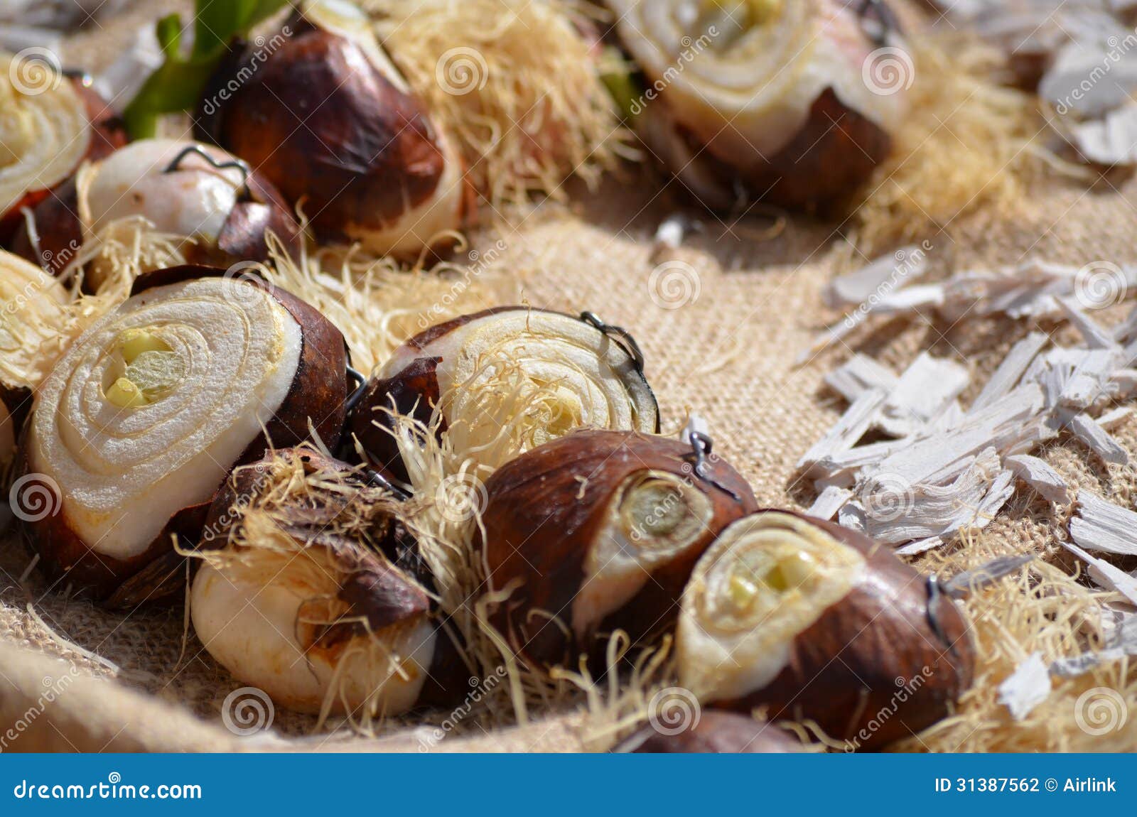 Cut tulip bulbs stock photo. Image of exposed, closeup - 31387562