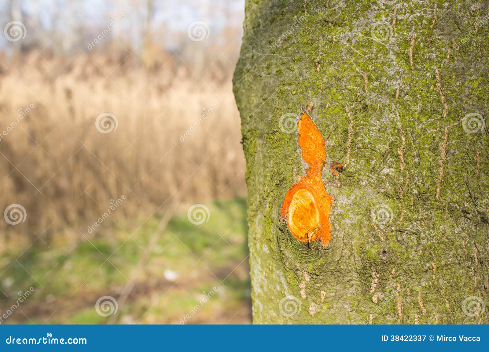 Cut twig stock image. Image of tree, green, twig, structure - 38422337