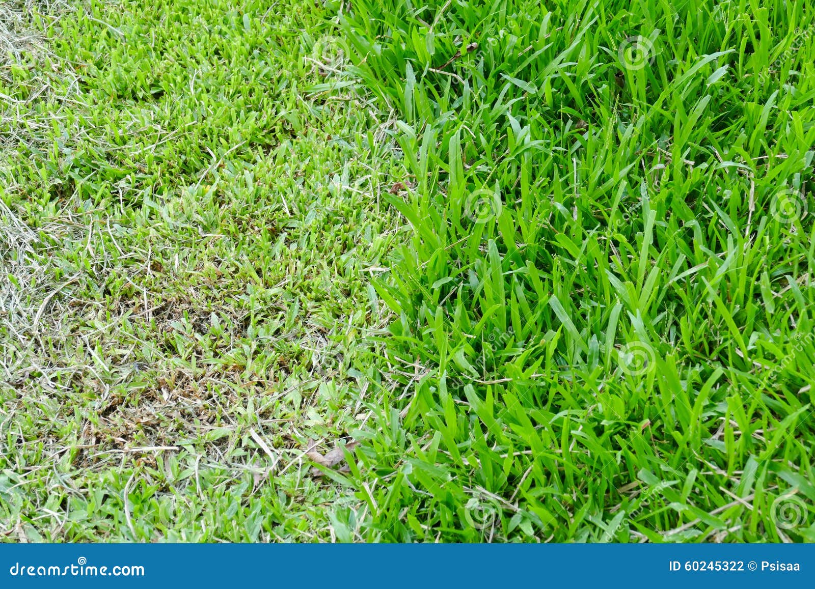 Cut and uncut grass stock photo. Image of cutting, outdoors - 60245322