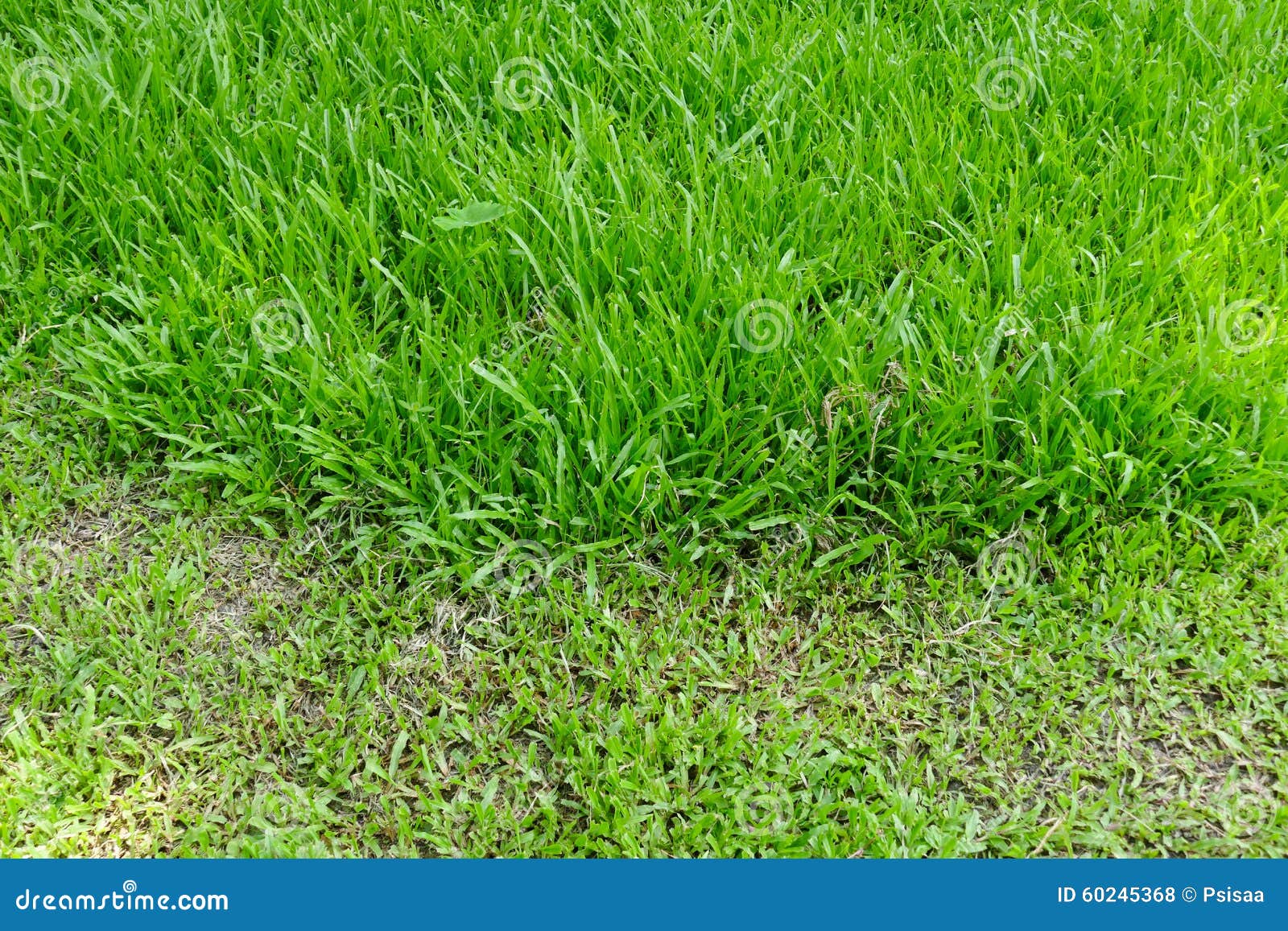 Cut and uncut grass stock photo. Image of spring, lawn - 60245368