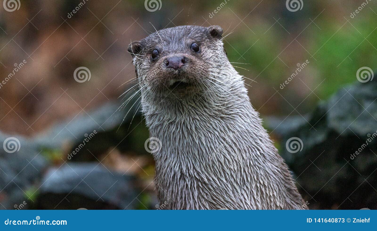 Cut Upright, Oblique Standing Otter, Looking Curiously To the Front ...