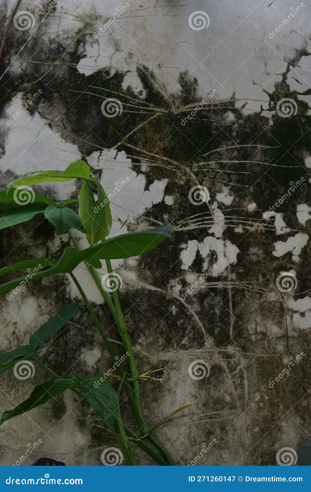 A Cut Vine Plant Leaves Striking Root Pattern Behind Stock Image ...