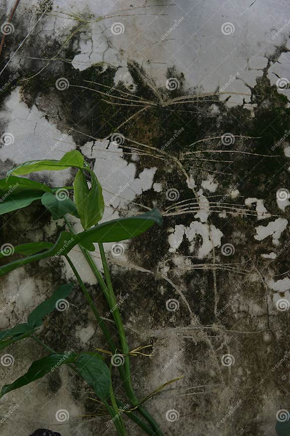 A Cut Vine Plant Leaves Striking Root Pattern Behind Stock Image ...