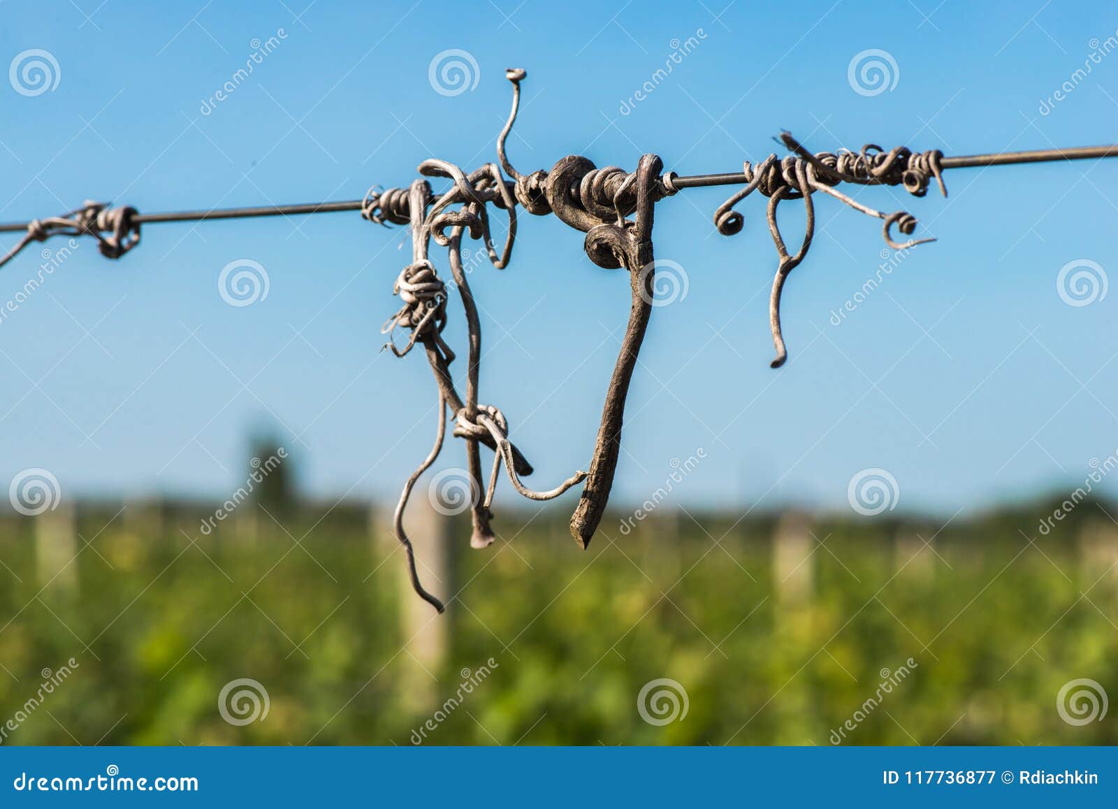 Cut Vines Crook on the Guide Wire in the Vineyard Stock Image - Image ...