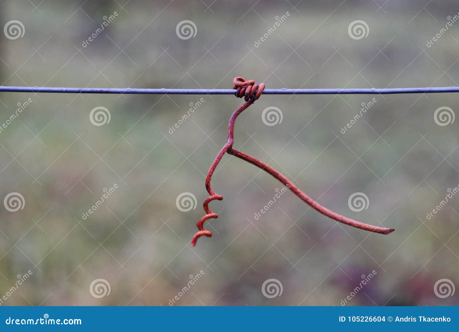 Vine crook on wire stock photo. Image of outdoors, caught - 105226604