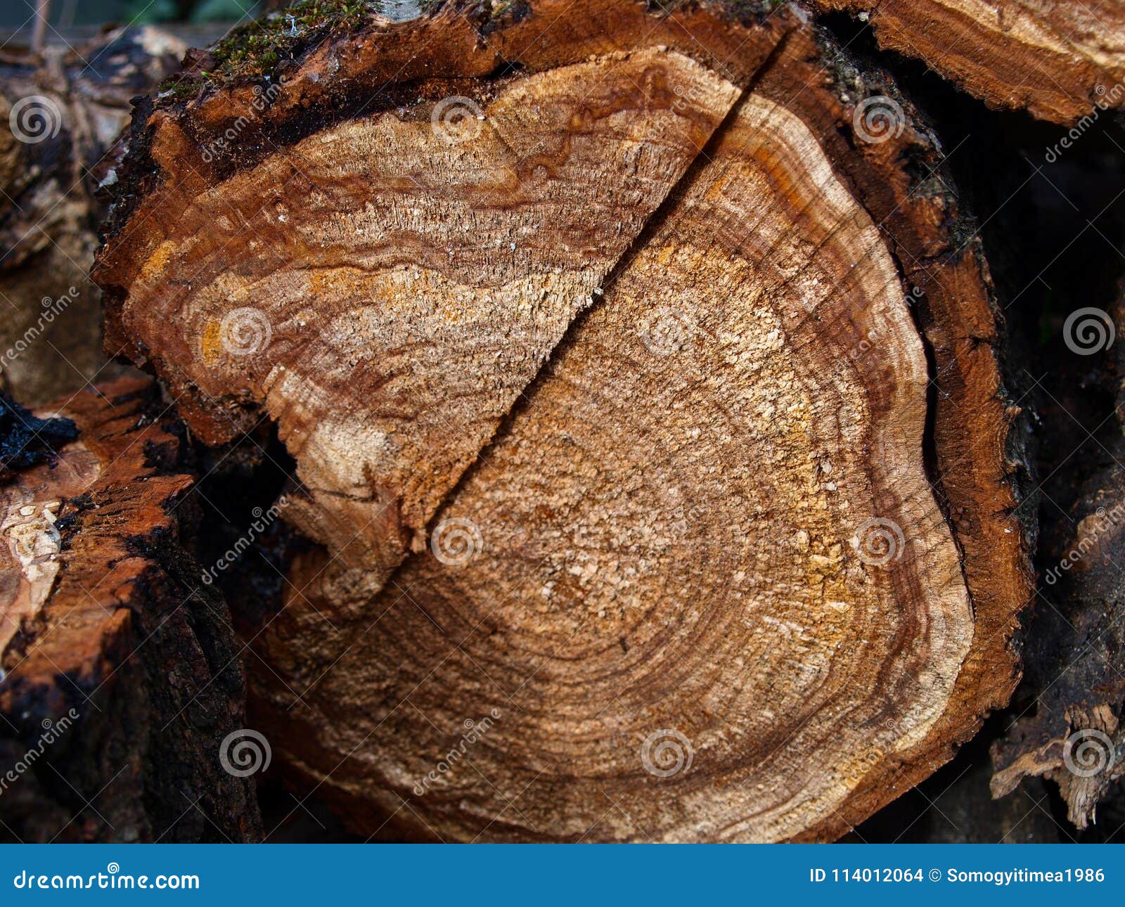 Cut walnut tree logs. stock photo. Image of brown, retro - 114012064
