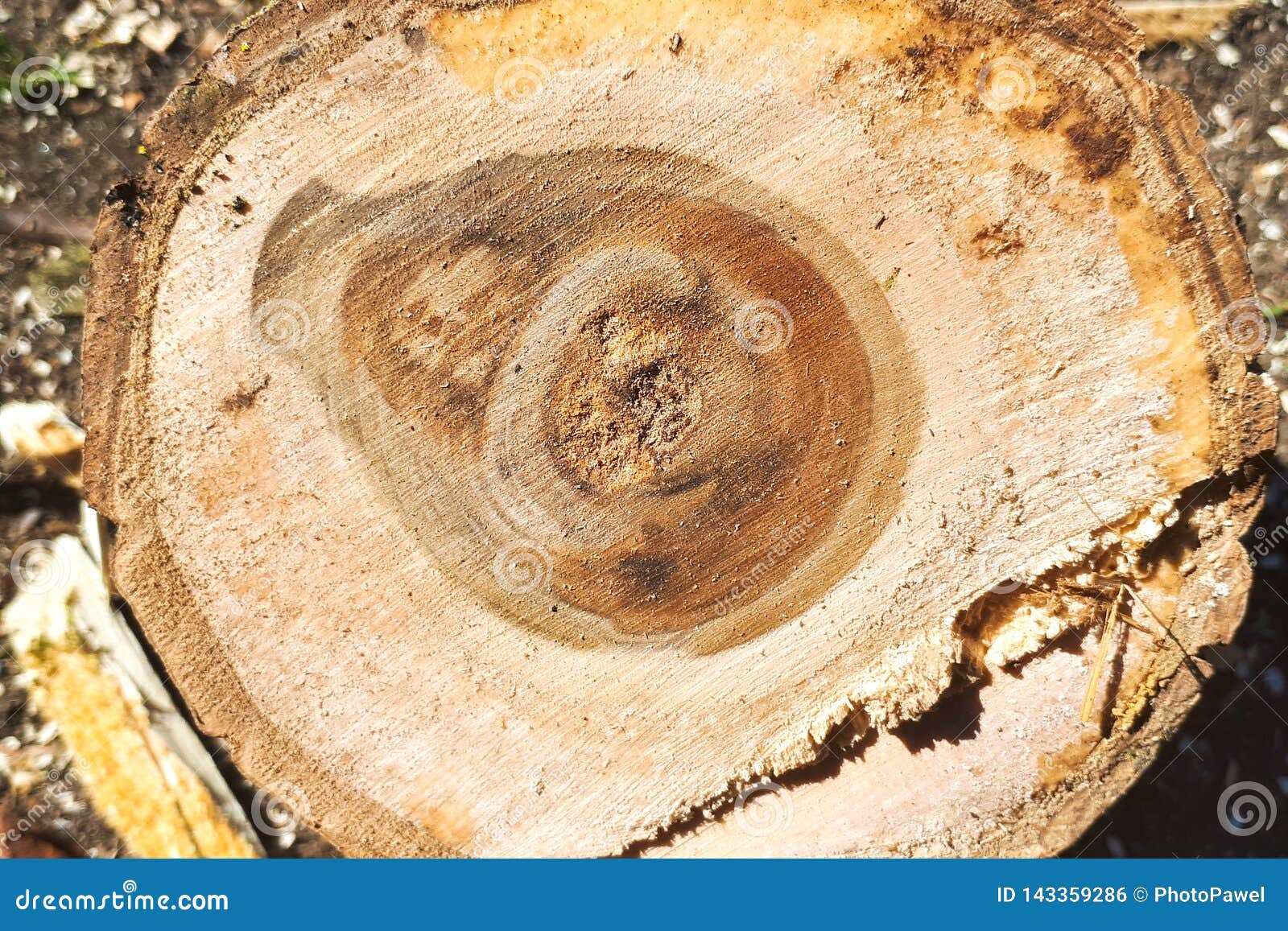 Cut a Walnut Tree. Tree Rings Background Stock Photo - Image of timber ...