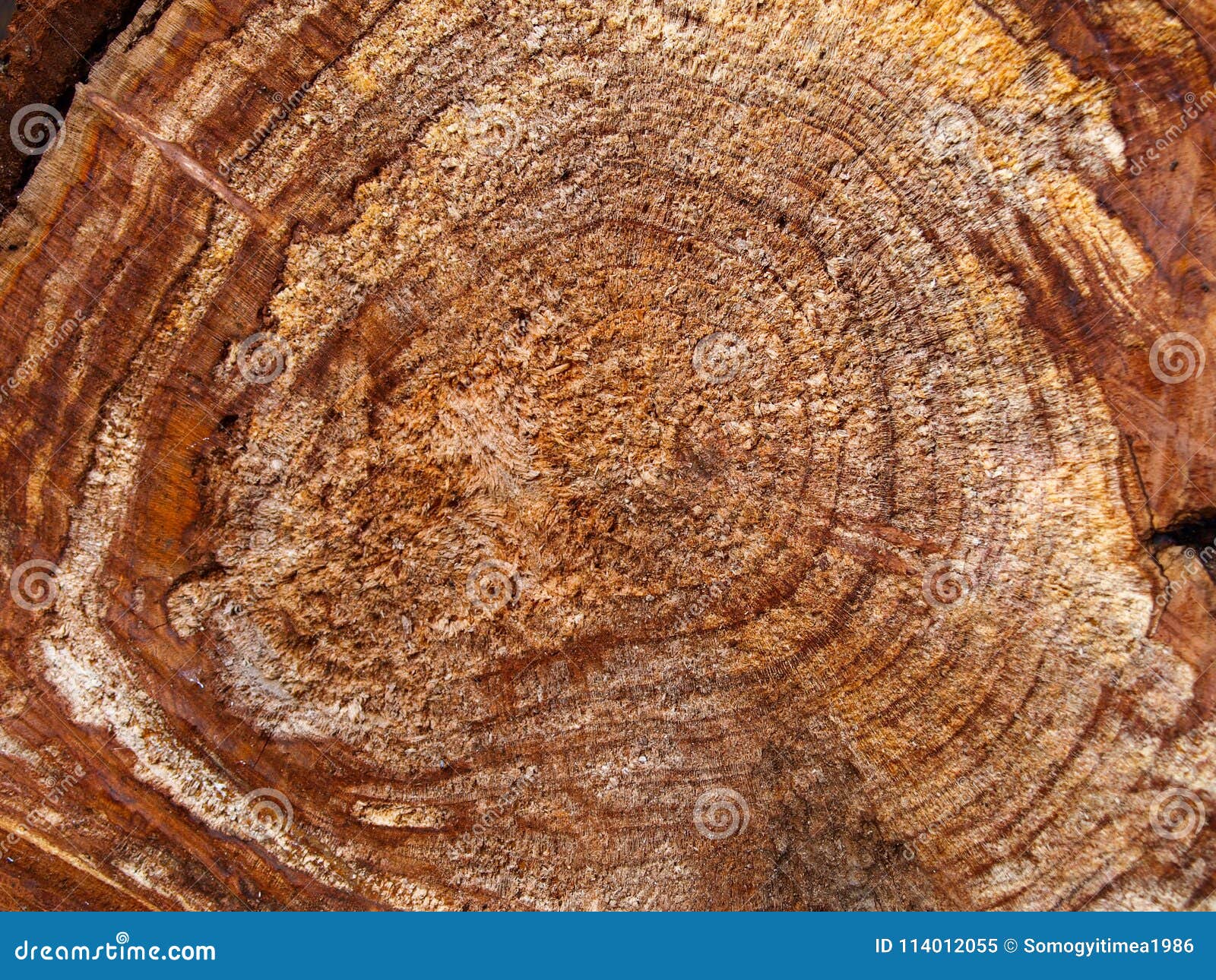 Cut Walnut Tree Rings Texture. Stock Image - Image of pattern, forest ...
