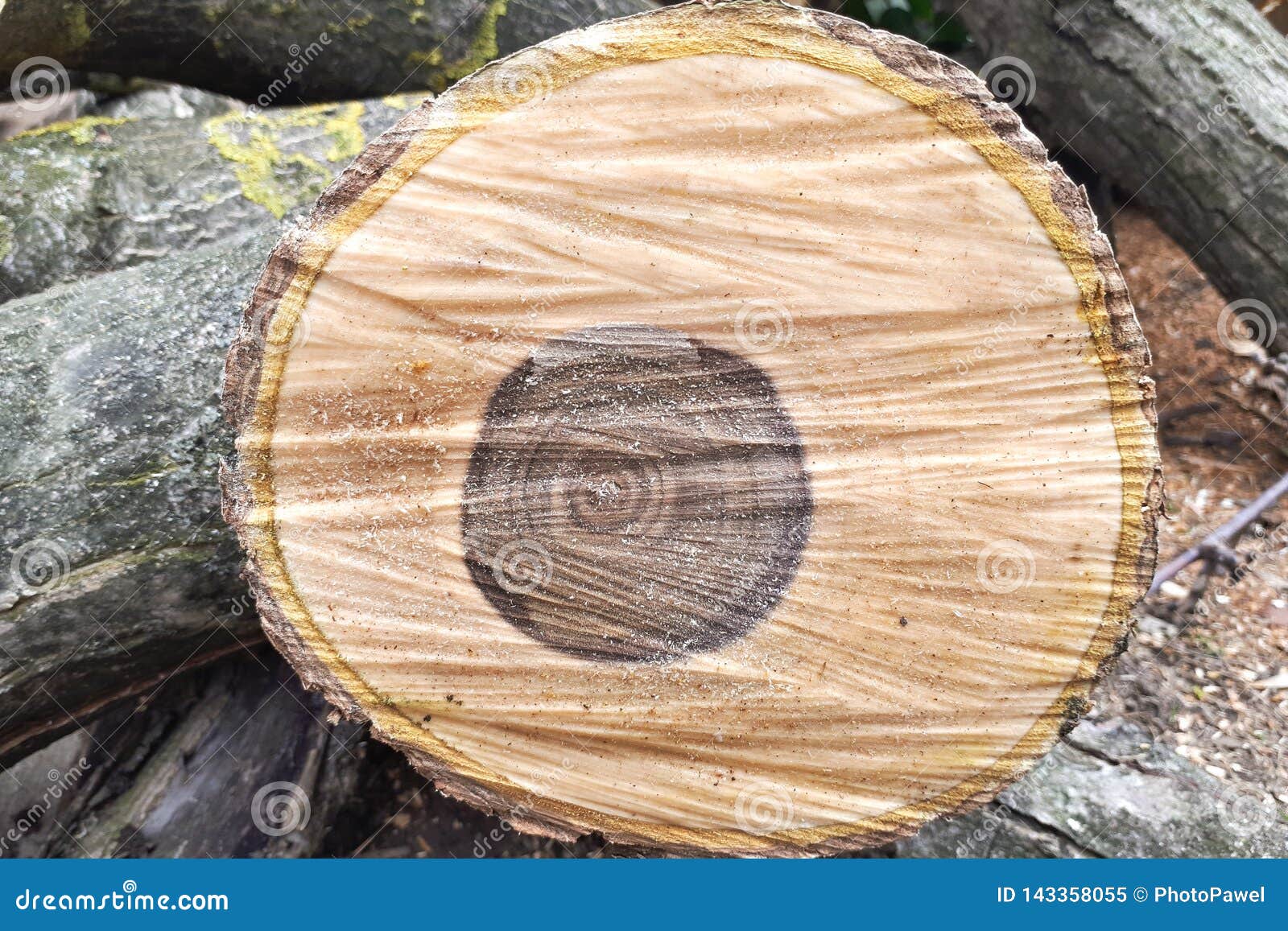 Cut a Walnut Tree. Tree Rings Background Stock Image - Image of macro ...