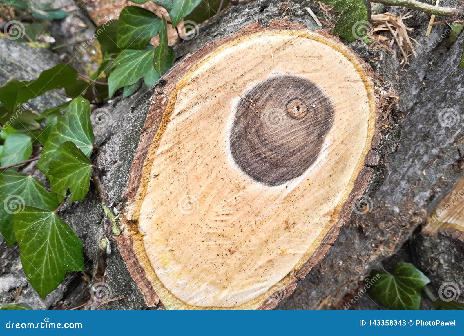 Cut a Walnut Tree. Tree Rings Background Stock Image - Image of natural ...
