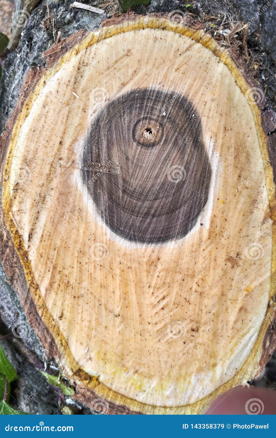 Cut a Walnut Tree. Tree Rings Background Stock Image - Image of natural ...