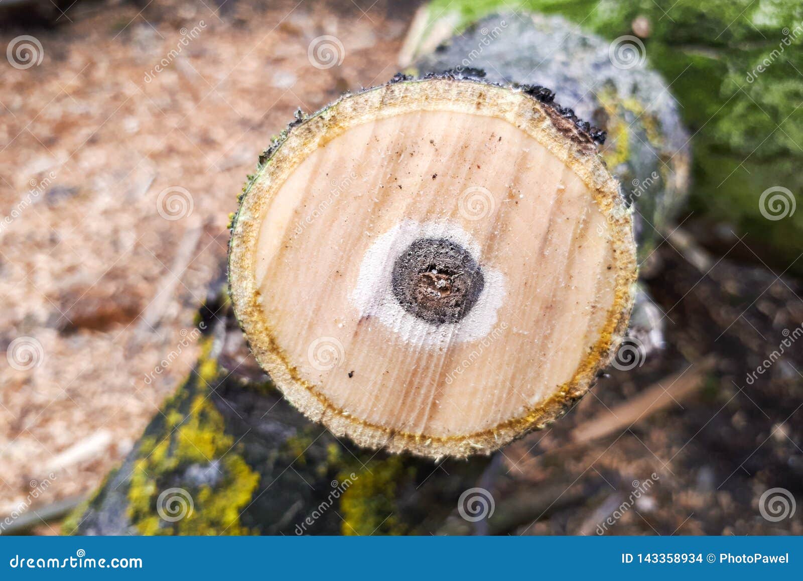 Cut a Walnut Tree. Tree Rings Background Stock Photo - Image of circle ...