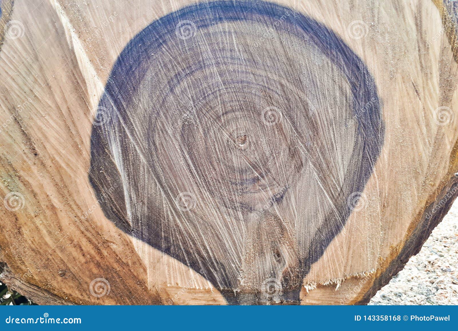 Cut a Walnut Tree. Tree Rings Background Stock Photo - Image of rough ...