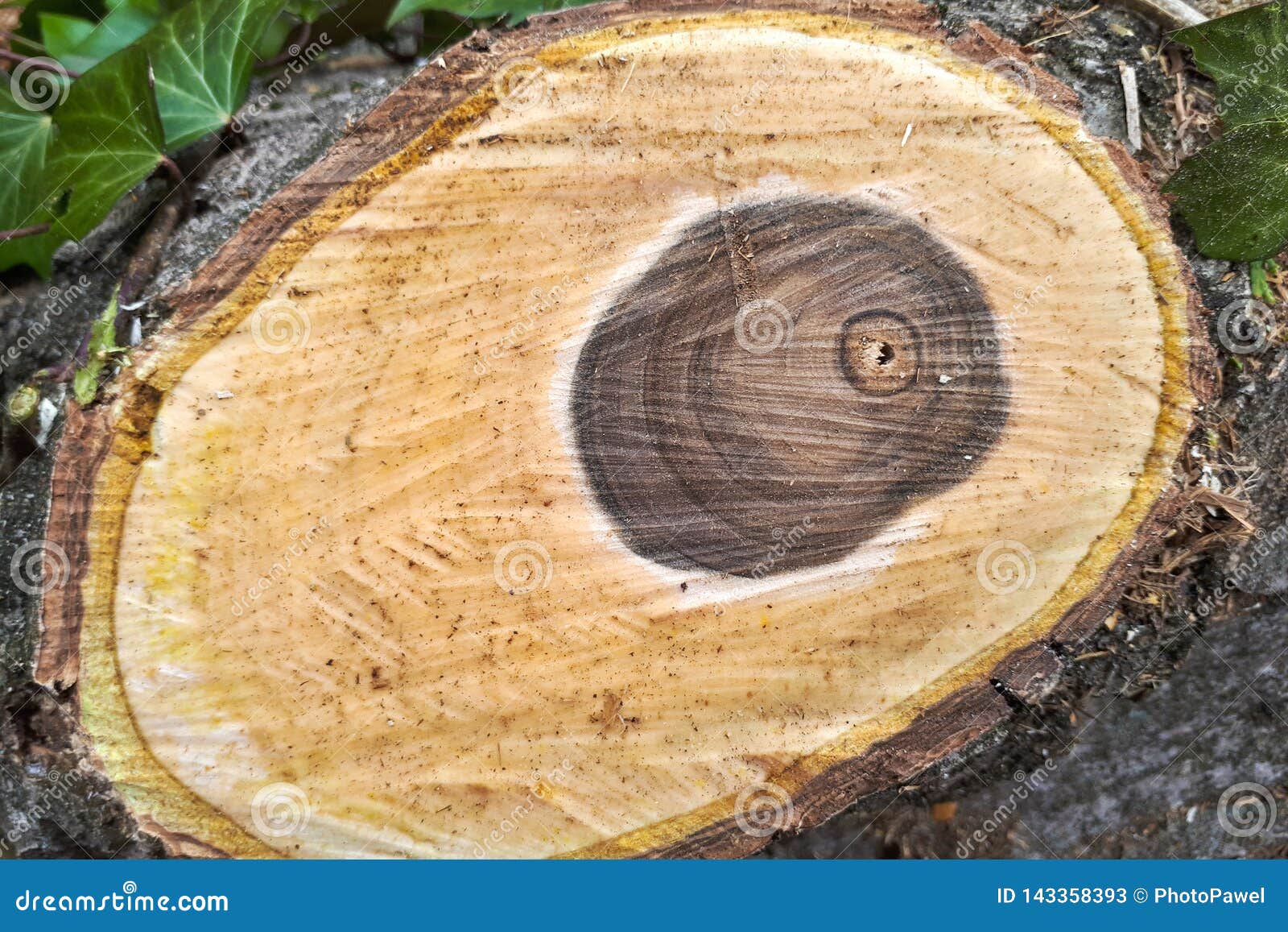 Cut a Walnut Tree. Tree Rings Background Stock Image - Image of pattern ...