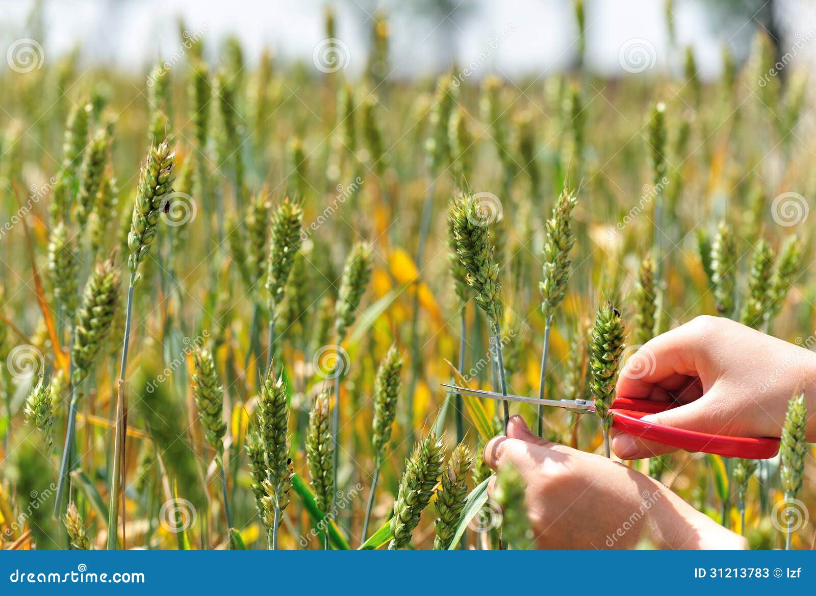 Cut wheat grain stock image. Image of nature, asian, agriculture - 31213783
