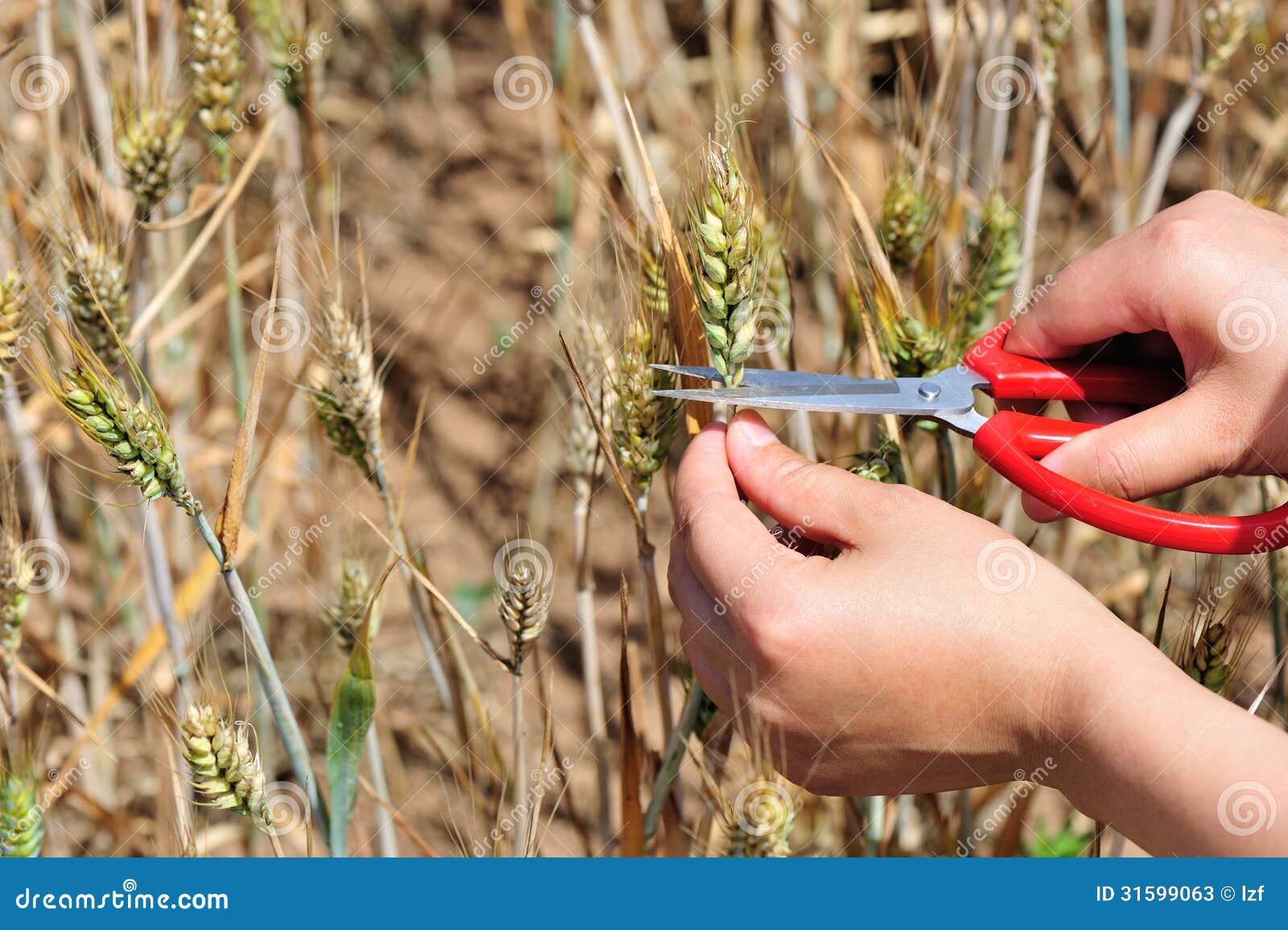 Cut wheat grain stock image. Image of green, grain, harvest - 31599063