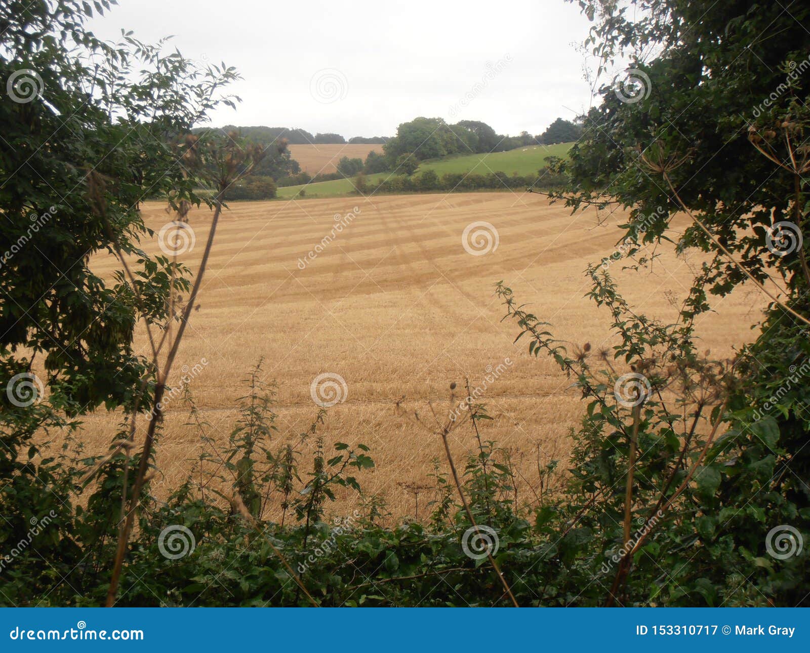Cut Wheat at Harvest stock image. Image of wheat, countryside - 153310717