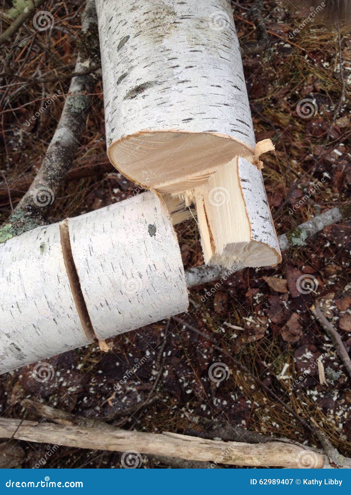 Cut white birch stock image. Image of white, trunk, sawed - 62989407