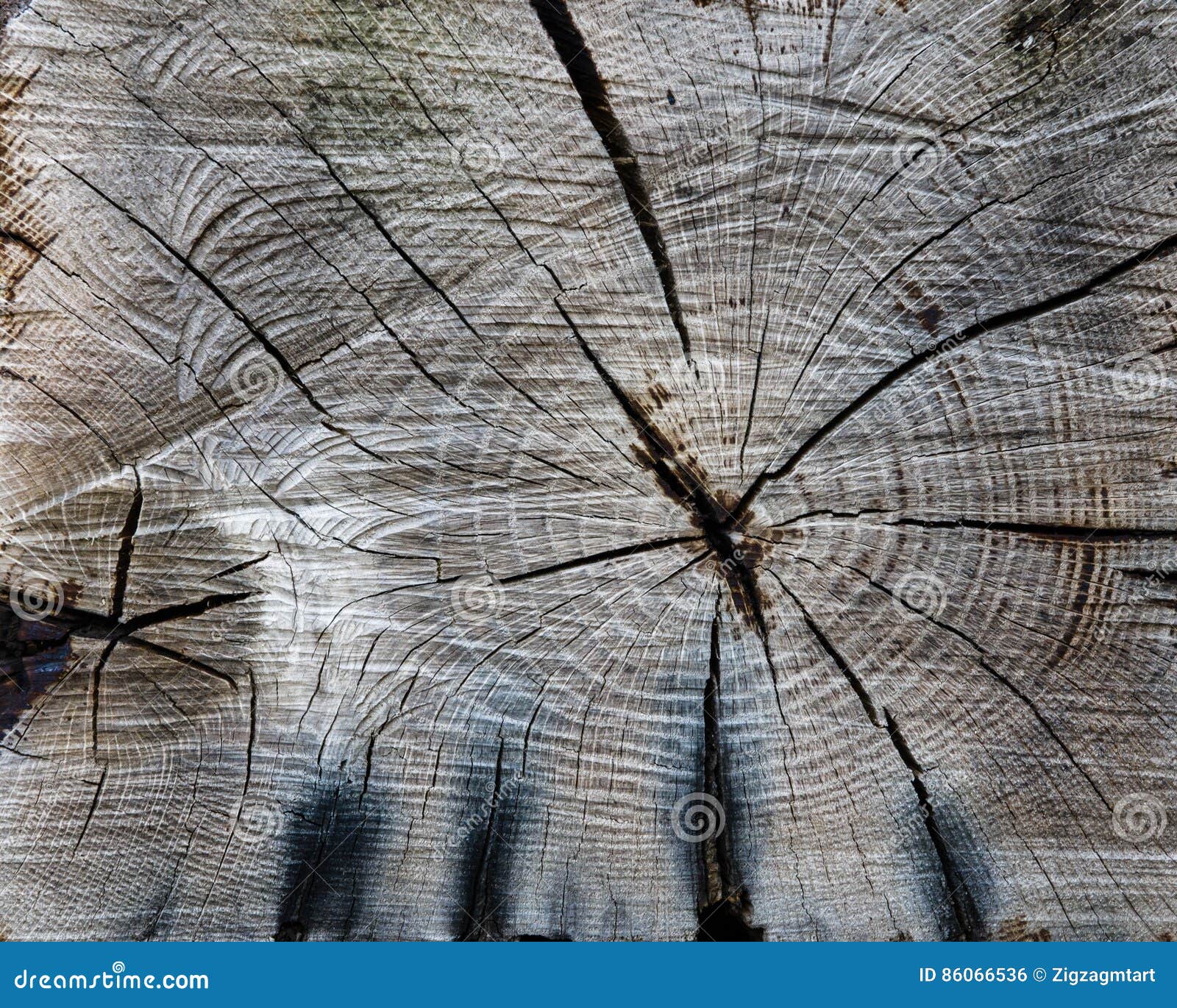 Cut Wood with End Grain Pattern Stock Photo - Image of texture, surface ...