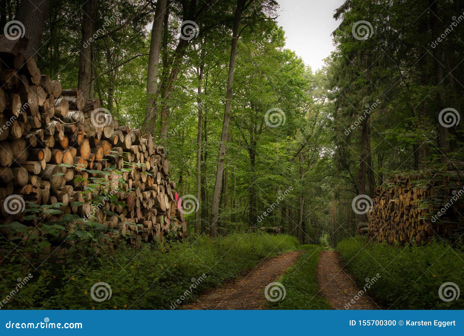 Wood Lies in Large Stacks on the Left and Right of a Forest Path Stock ...